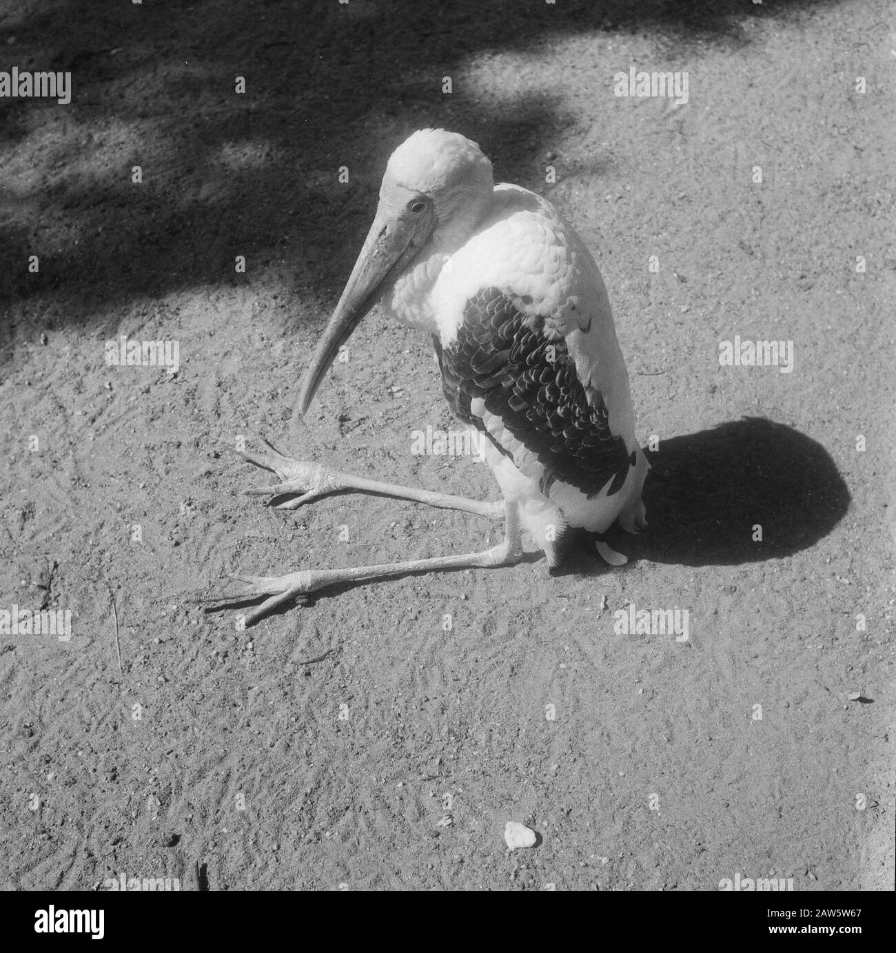 Glutton bird hi-res stock photography and images - Alamy