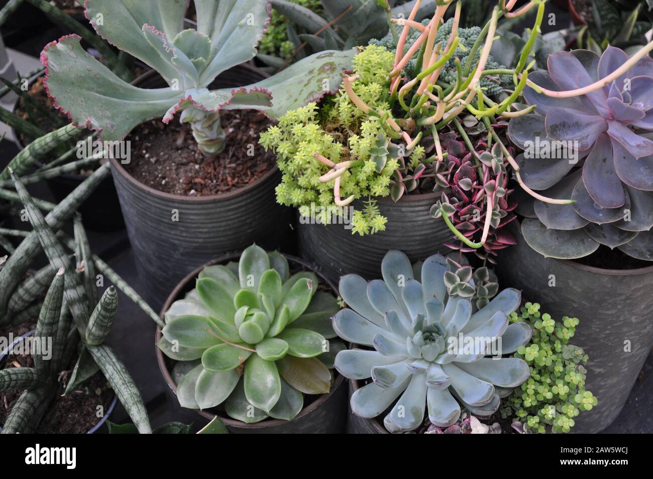 Hens and chicks cacti plants in pots Stock Photo - Alamy