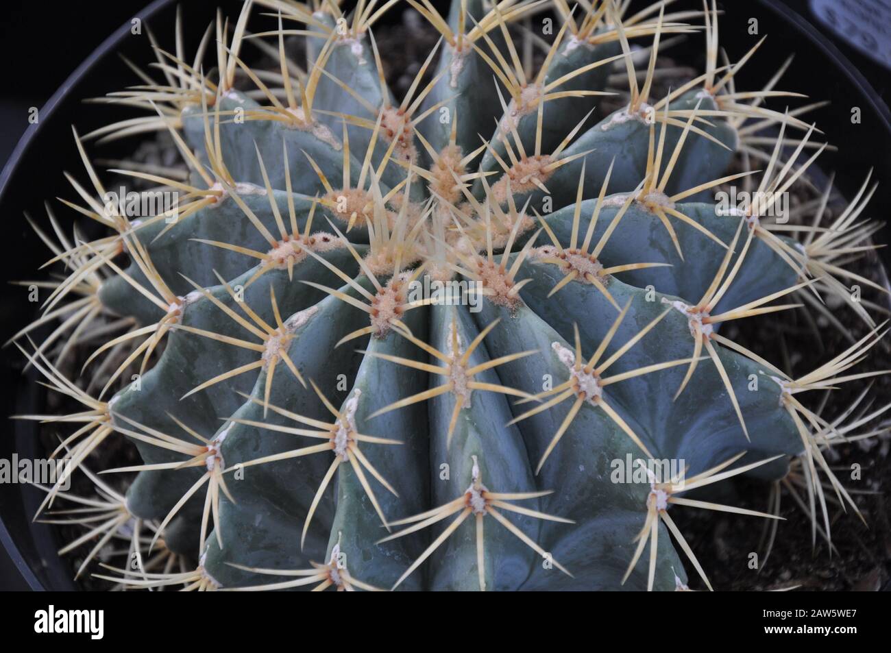 Round cactus hi-res stock photography and images - Alamy