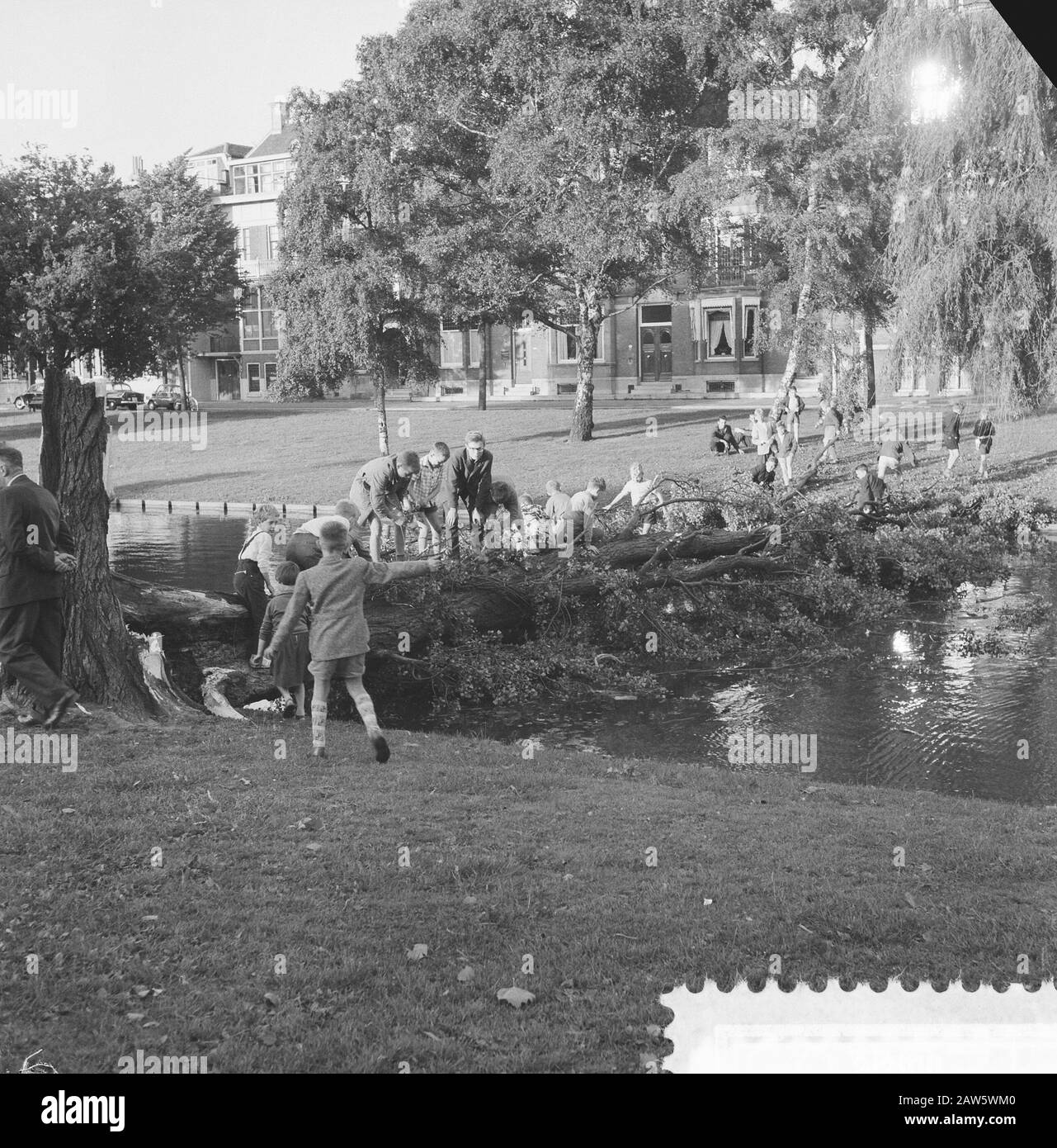 Poplar tree incident hi-res stock photography and images - Alamy