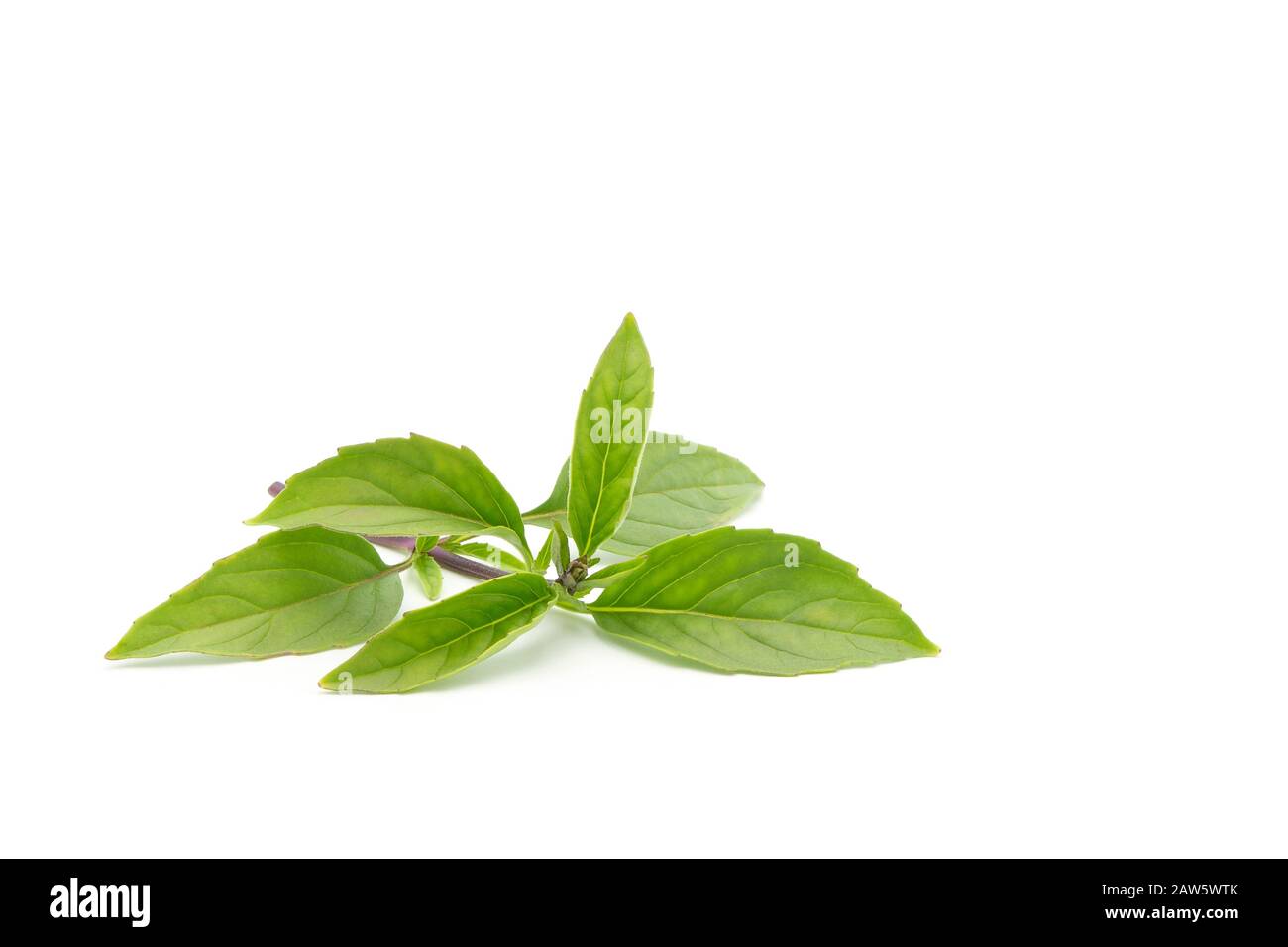 Ocimum basilicum var thysiflora hi-res stock photography and images - Alamy