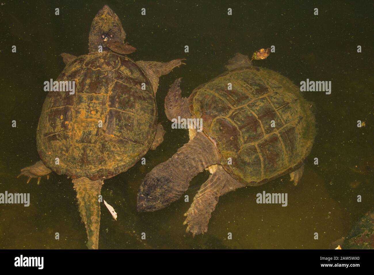 Snapping turtles hi-res stock photography and images - Alamy