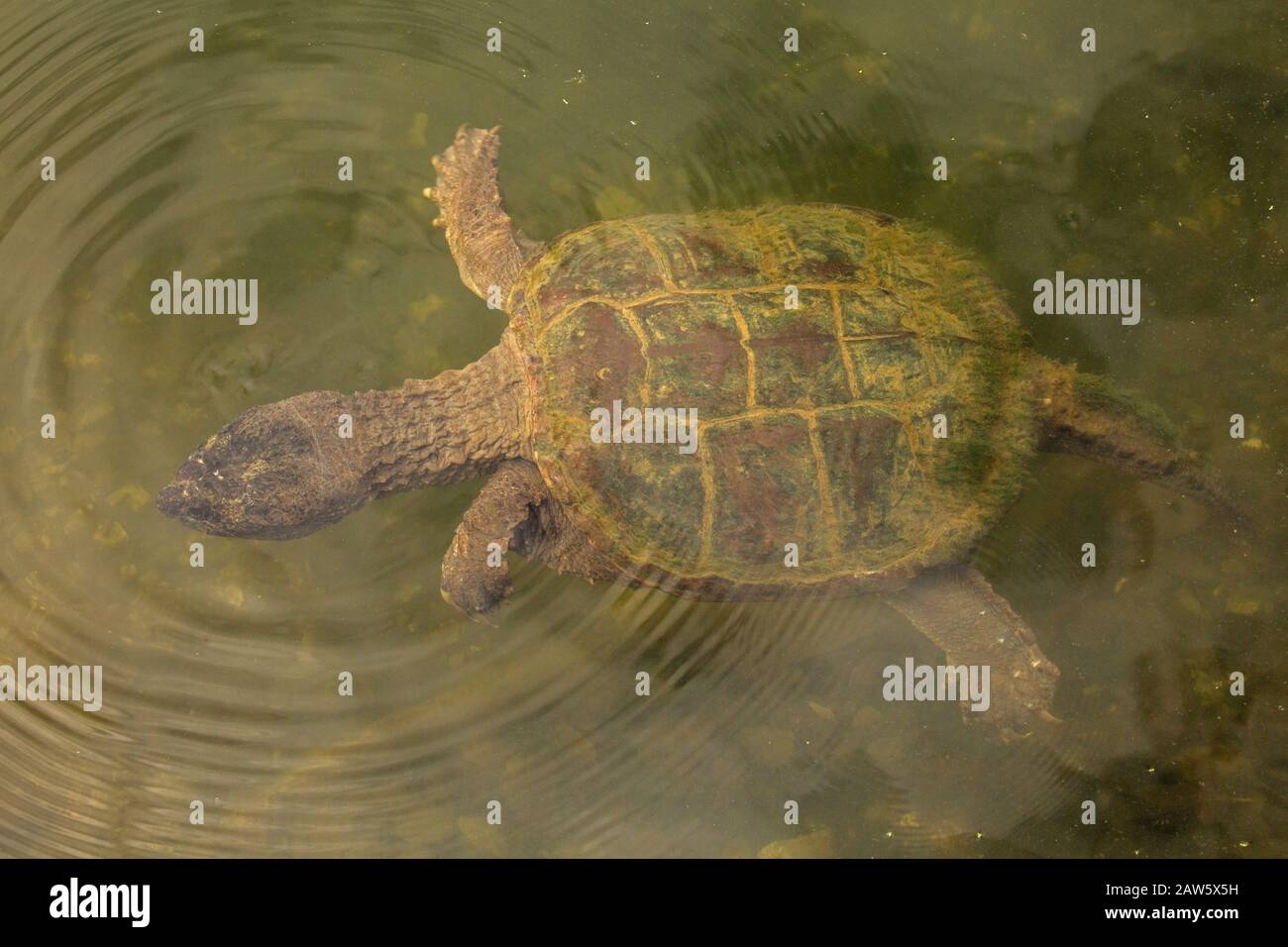 Long neck turtle hi-res stock photography and images - Alamy