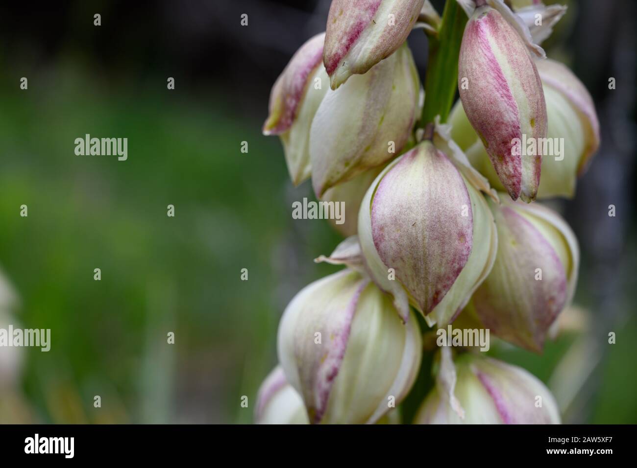 Close up of Yucca Blossoms Hanging on Plant with copy space to left ...