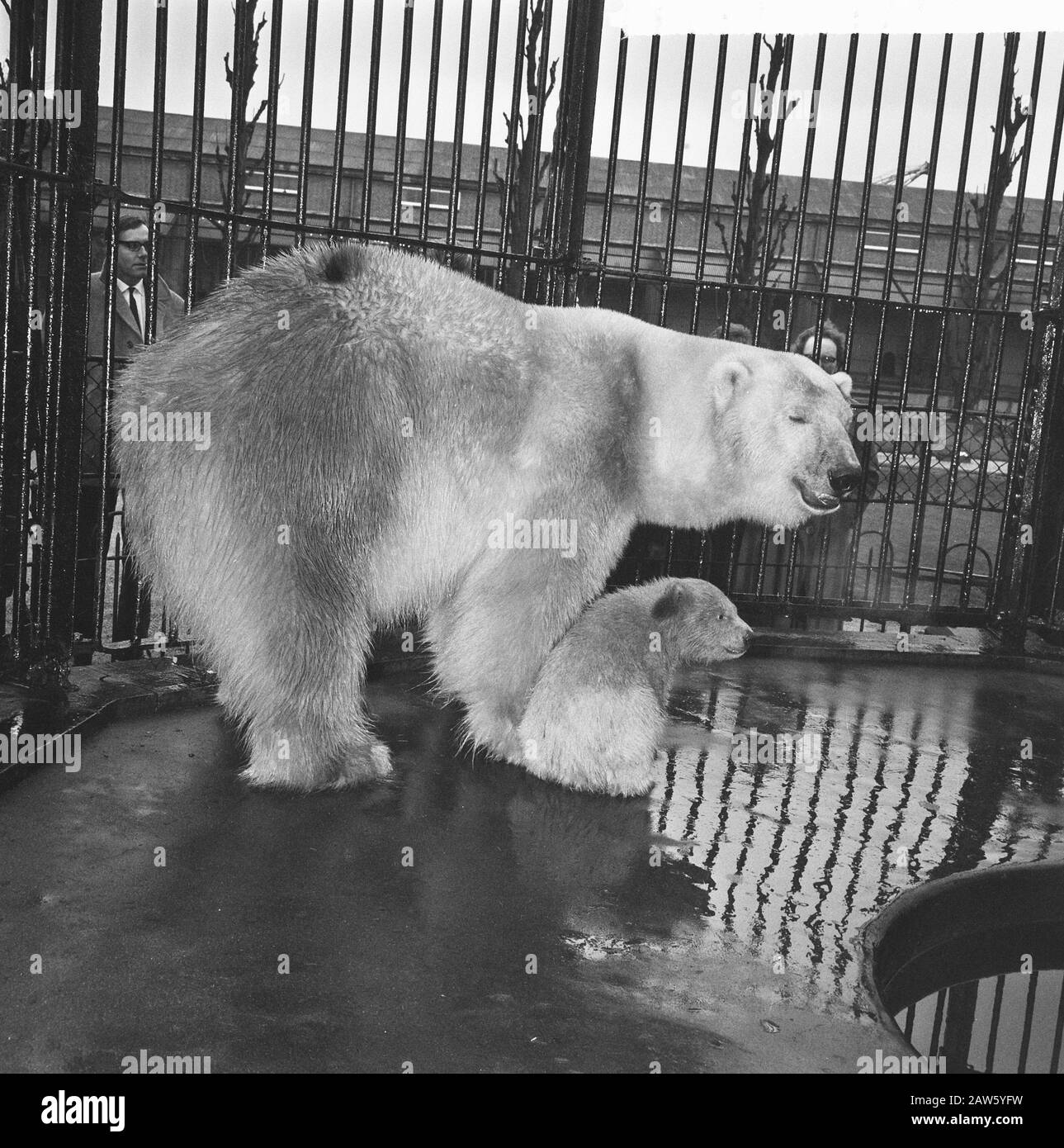 On December 9 born bear in the zoo for the first time outside, young ...