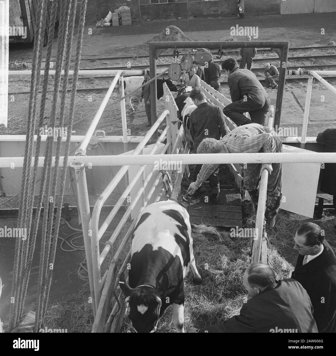 Cattle ships hi-res stock photography and images - Alamy