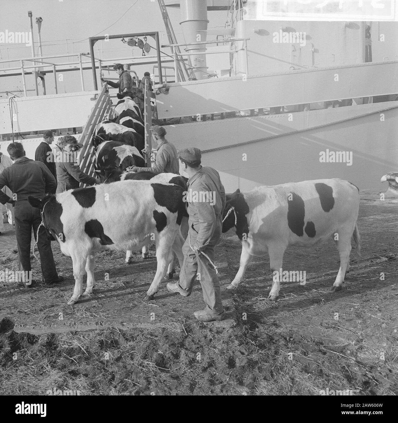 Unloading cattle hi-res stock photography and images - Alamy