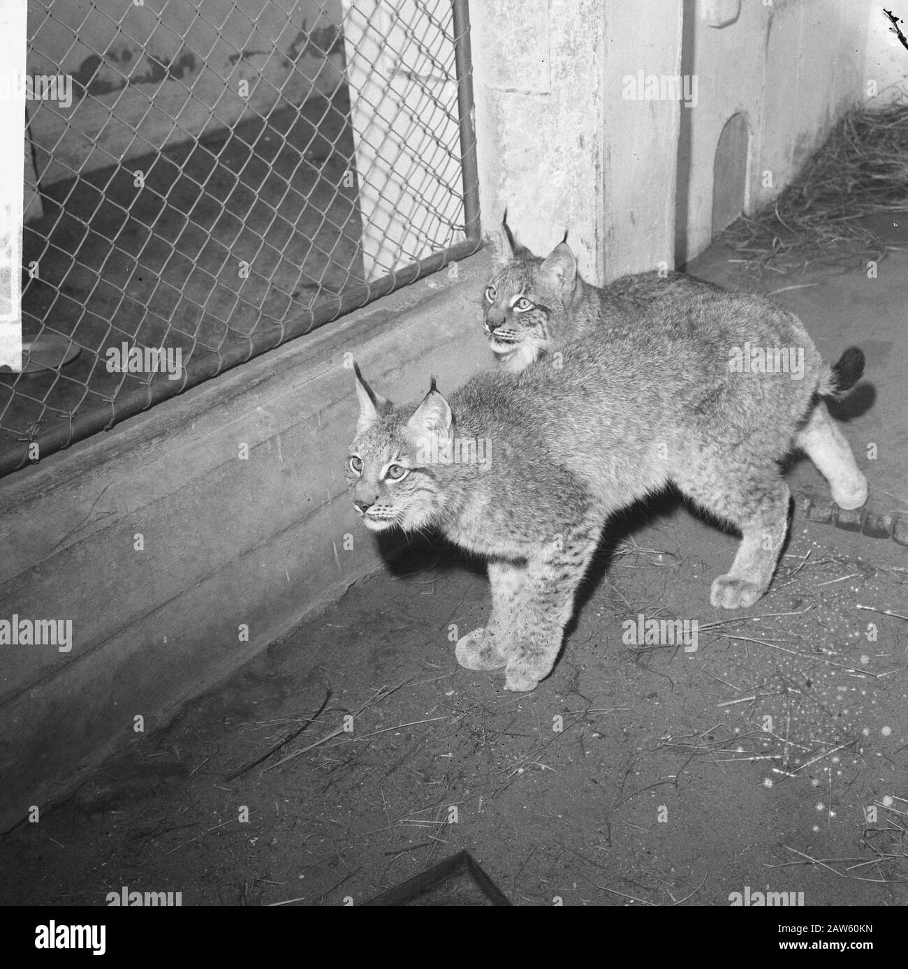 Lynx conservation Black and White Stock Photos & Images - Alamy