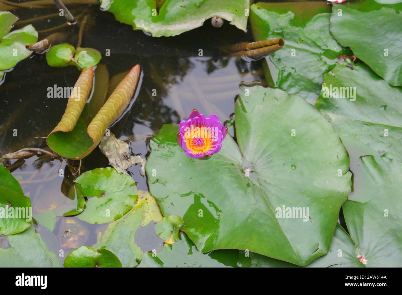 A kind of lotus-like flower called "water lily Stock Photo - Alamy