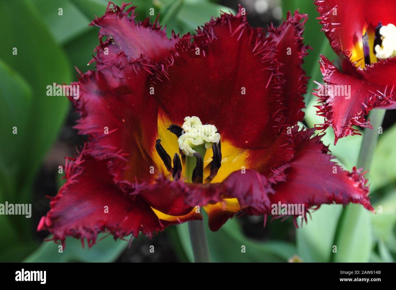 Deep pink spring tulip Stock Photo - Alamy
