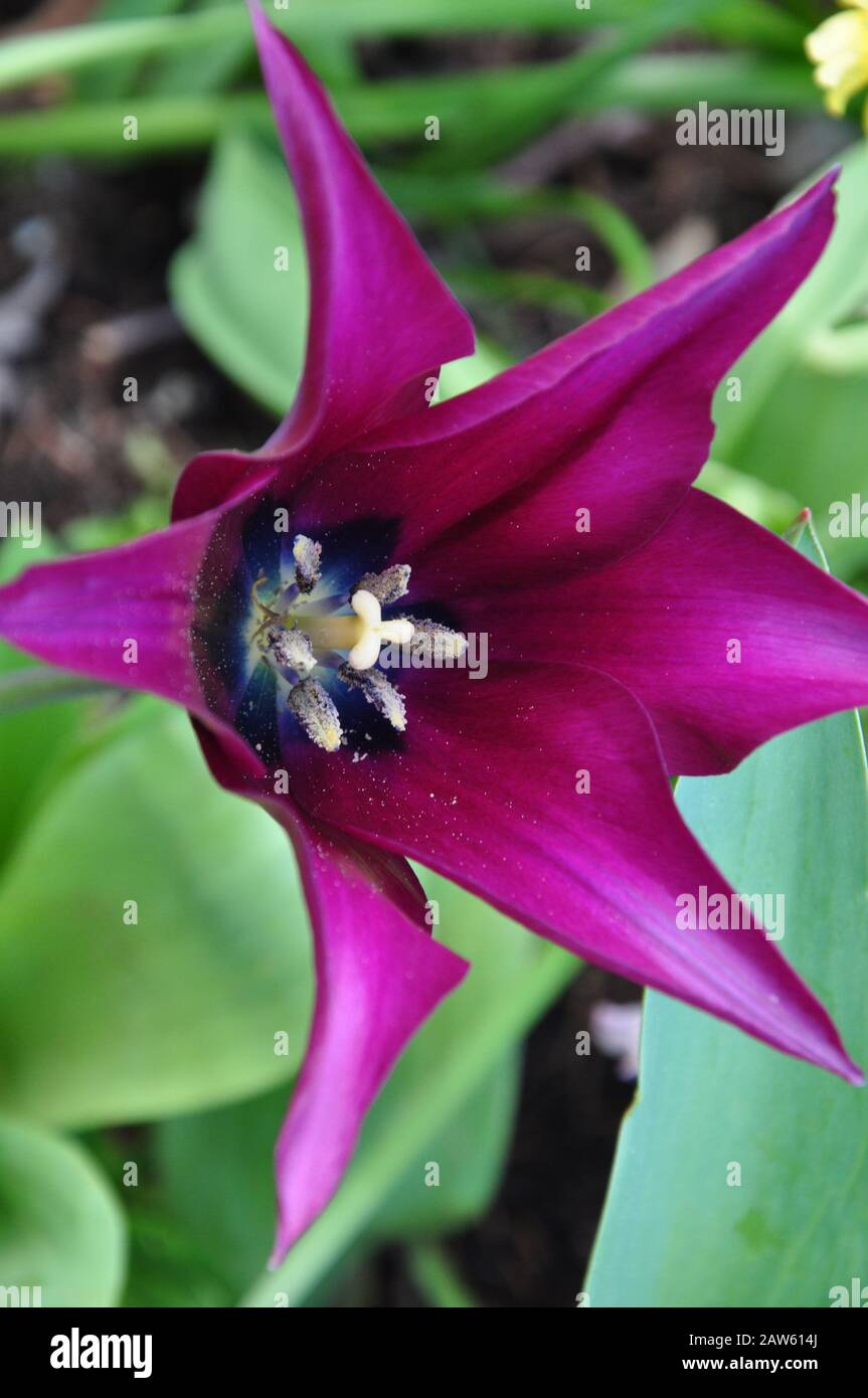Deep pink lily flower Stock Photo - Alamy