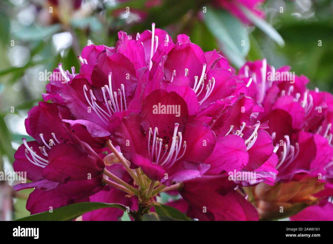 Deep pink azaleas Stock Photo - Alamy