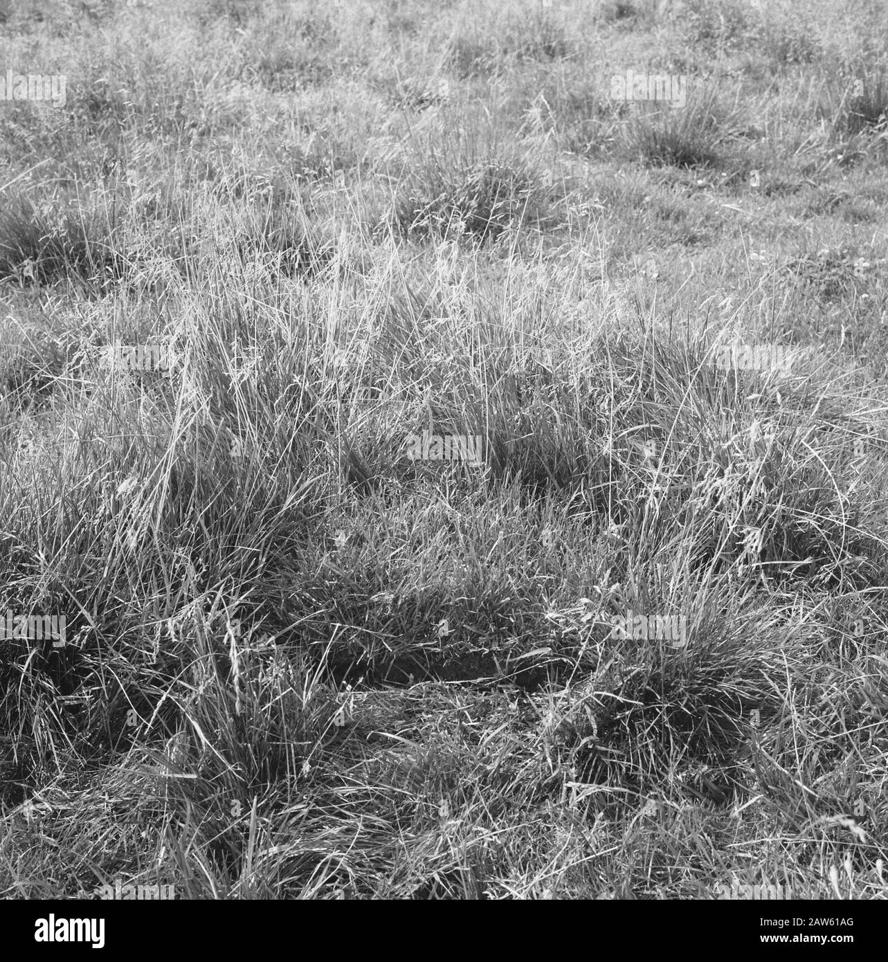 Turf cultivation hi-res stock photography and images - Alamy