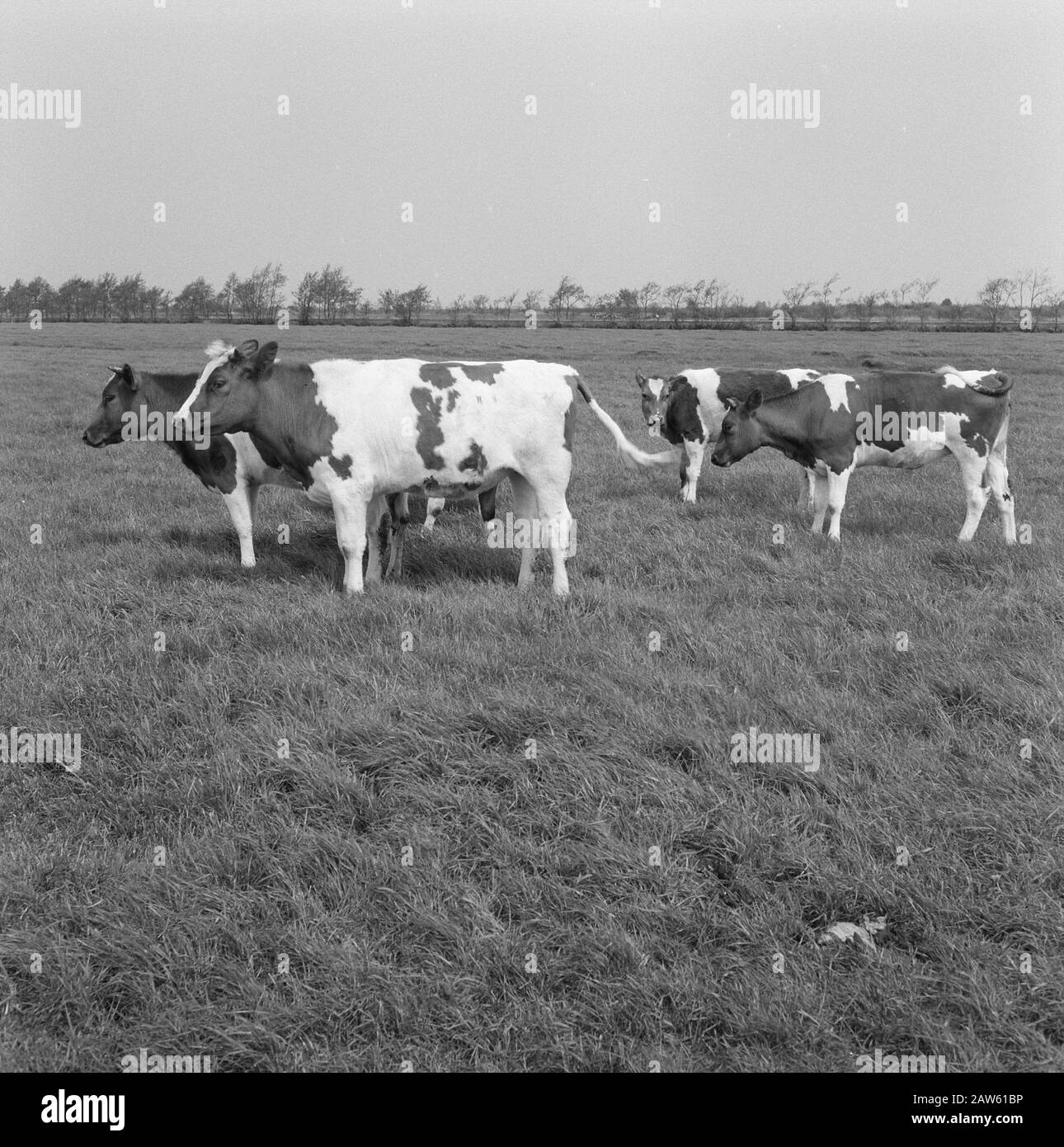 mining, cattle in the pasture, general images, turf pitch reportage ...