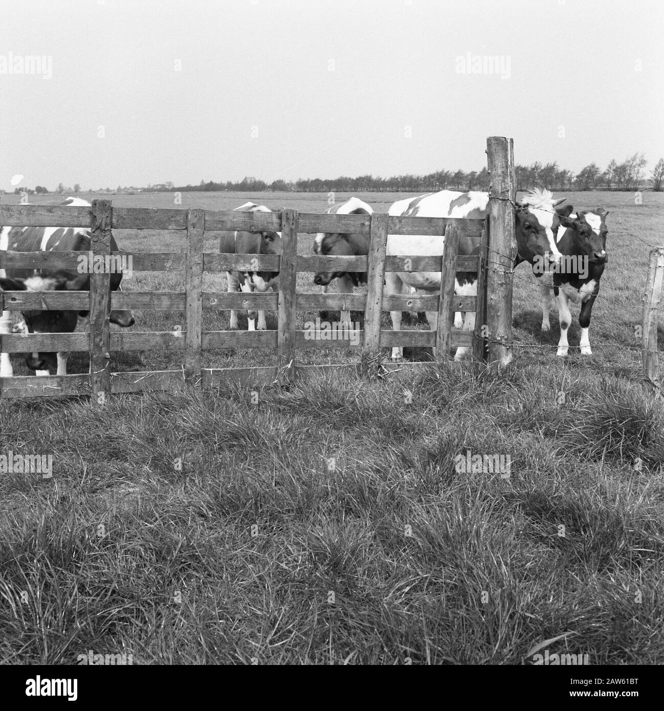 mining, cattle in the pasture, general images, turf pitch reportage ...