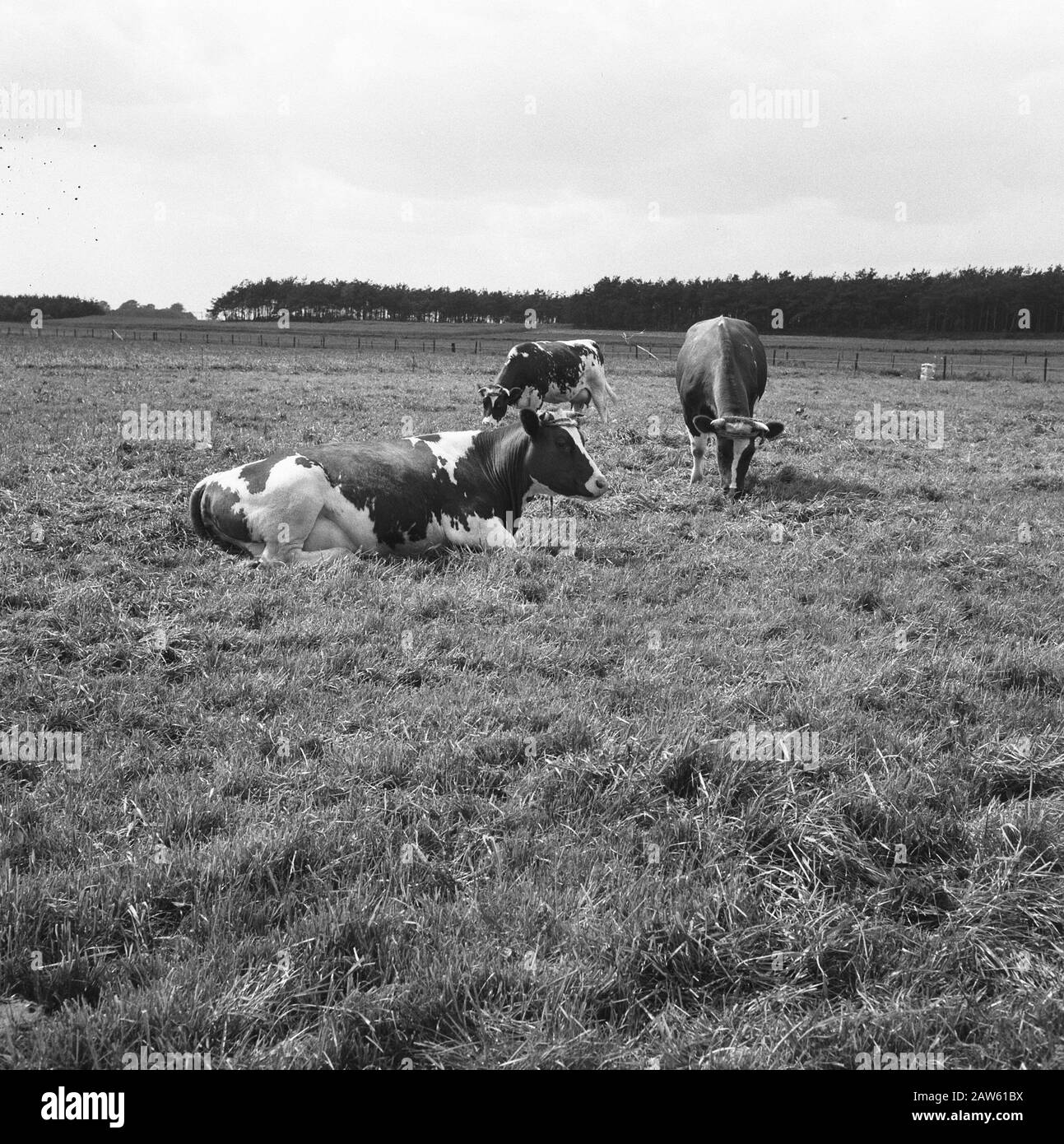 mining, cattle in the pasture, general images, turf pitch reportage ...