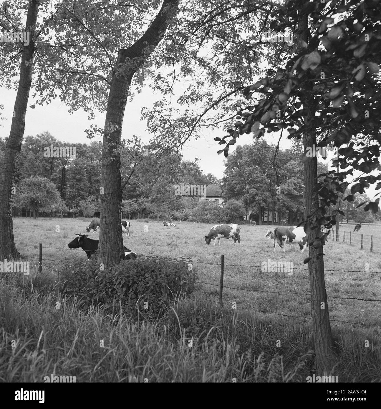mining, cattle in the pasture, general images, turf pitch reportage ...