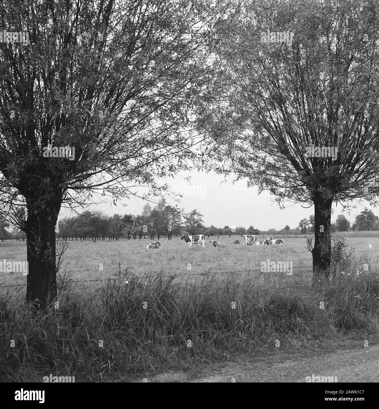 mining, cattle in the pasture, general images, turf pitch reportage ...