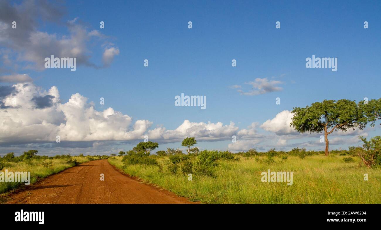 Open savanna in Africa landscape with copy space for background use and ...