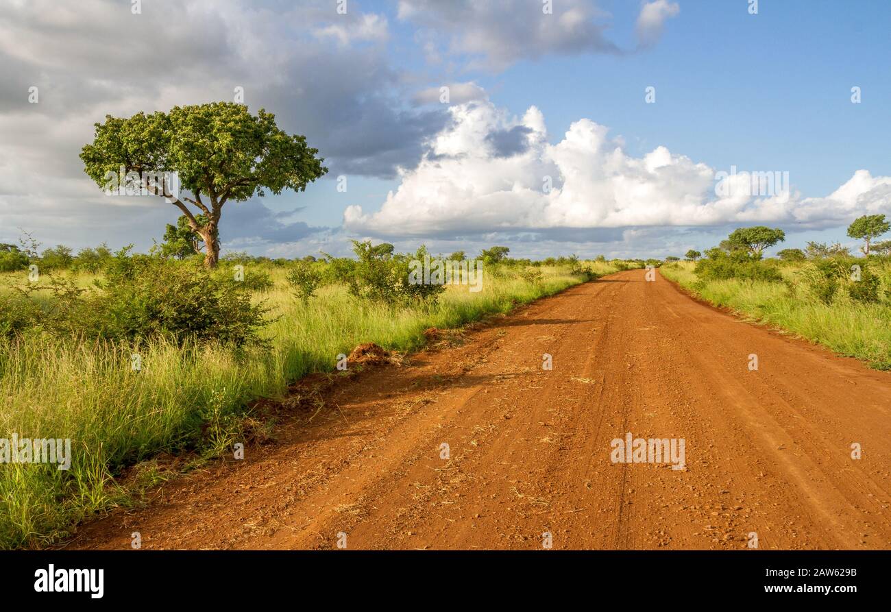 Open savanna in Africa landscape with copy space for background use and ...
