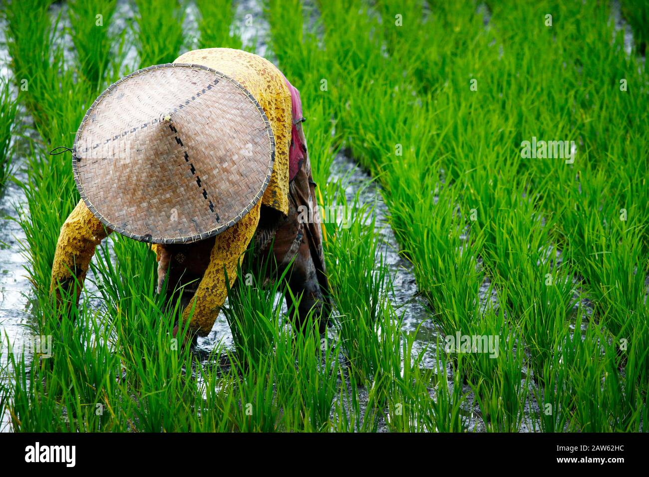 Rice field worker with bamboo hat caring the rice field Stock Photo - Alamy