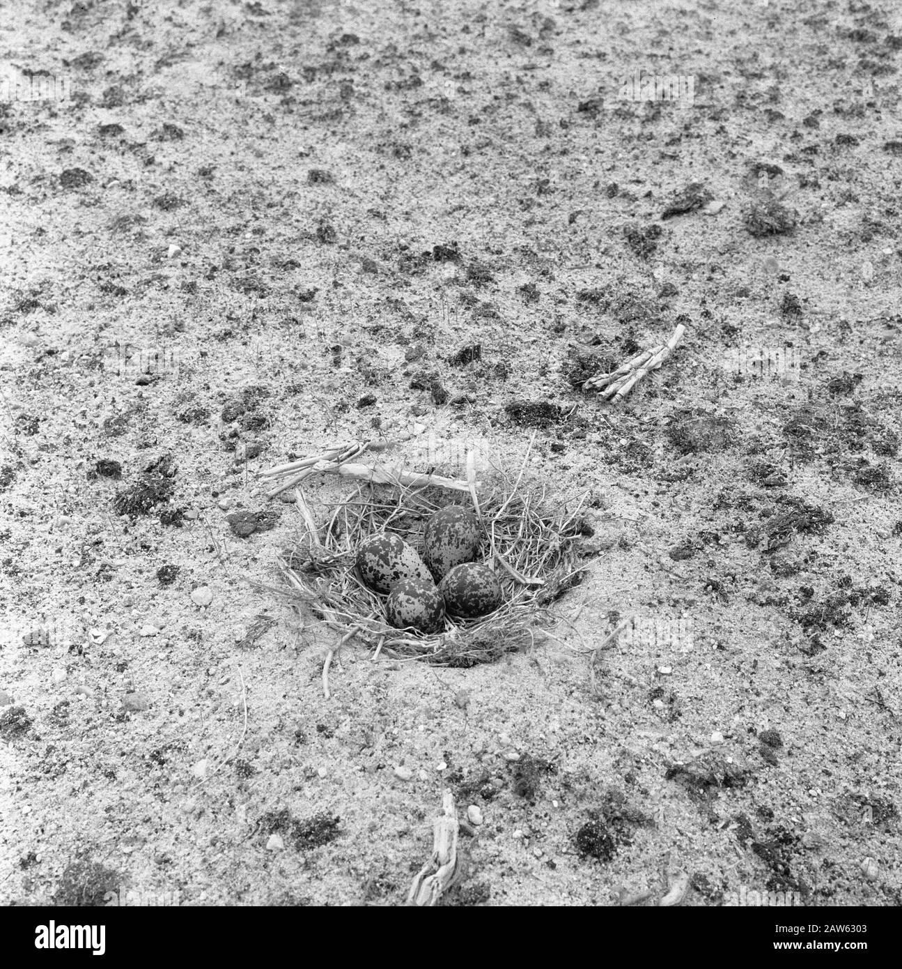 nests, eggs, grass, plovers Date: May 1958 Location: Drachten Keywords ...