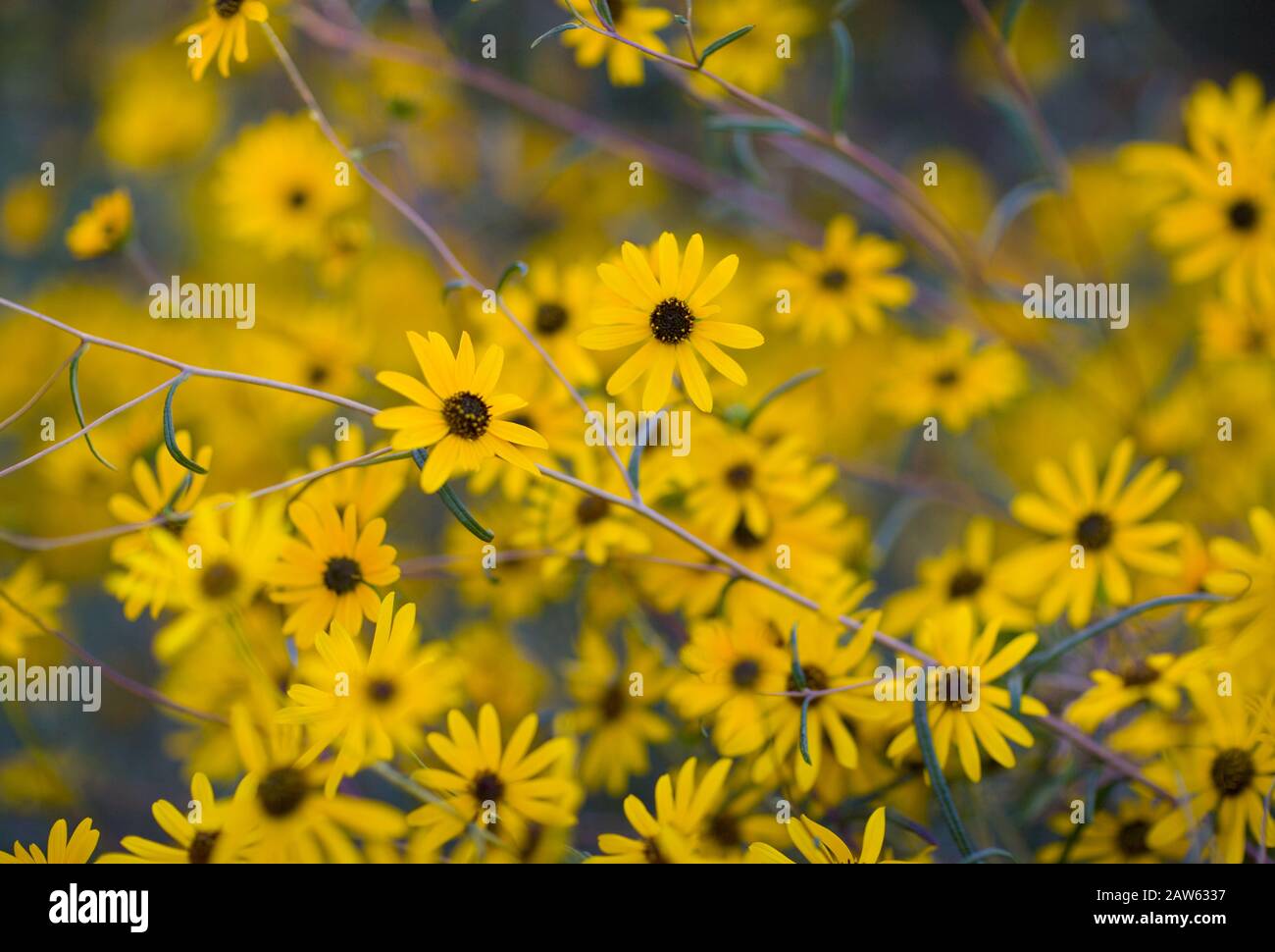 Swamp sunflower High Resolution Stock Photography and Images - Alamy