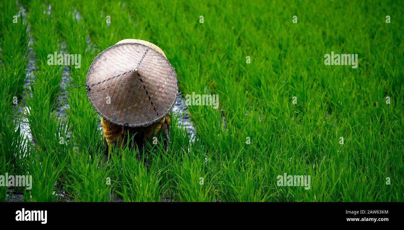 Rice field worker with bamboo hat caring the rice field Stock Photo - Alamy