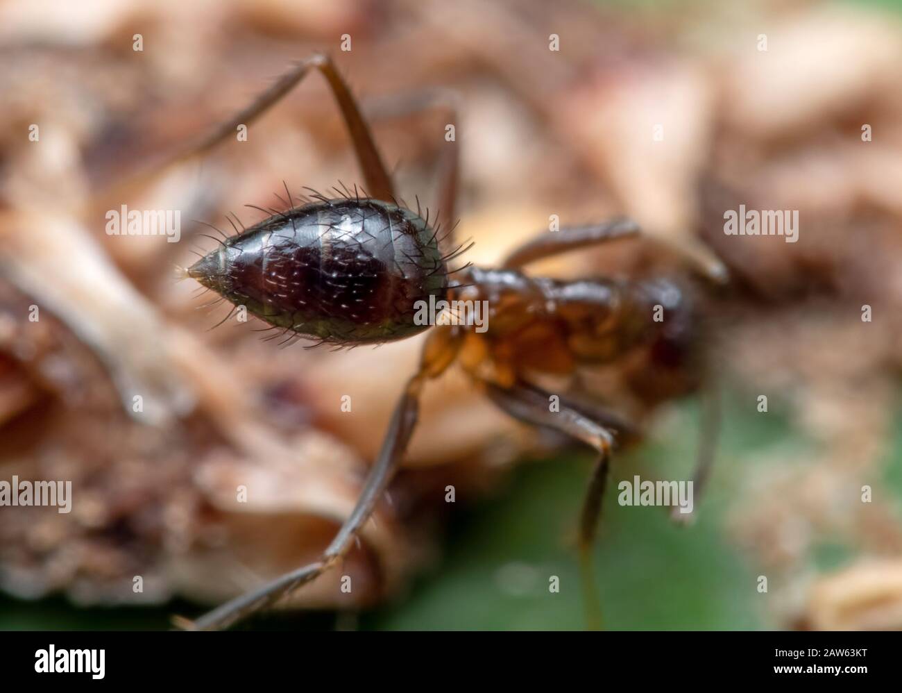 Macro Photography of Abdomen of Tiny Ant on Green Leaf, Selective Focus ...