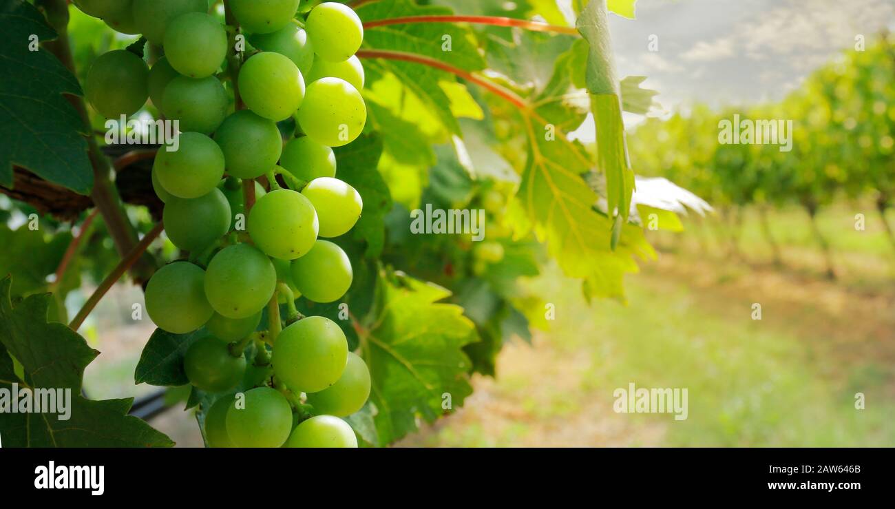 cluster of green grapes on a vine Stock Photo - Alamy