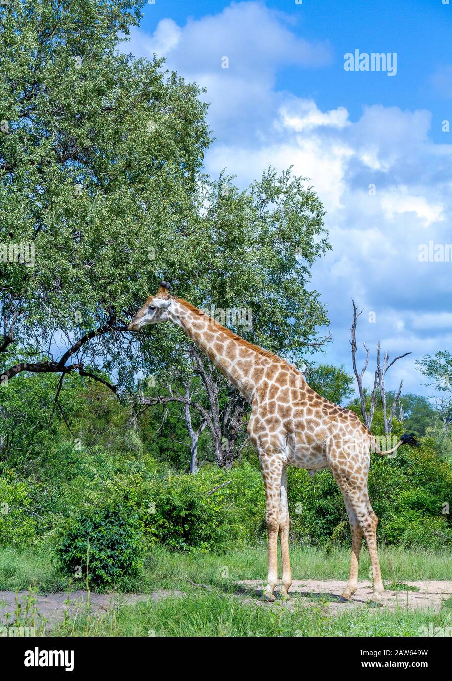 A single male giraffe isolated at a natural waterhole in the African ...