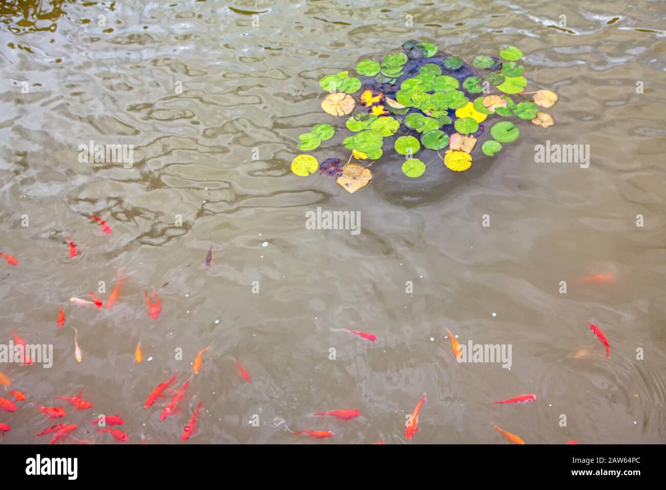 aquarium red fish and water lily Stock Photo - Alamy