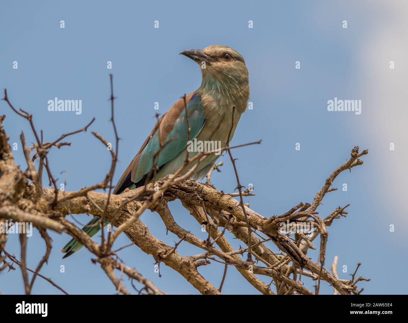 European roller isolated in a dry tree image in horizontal format Stock ...