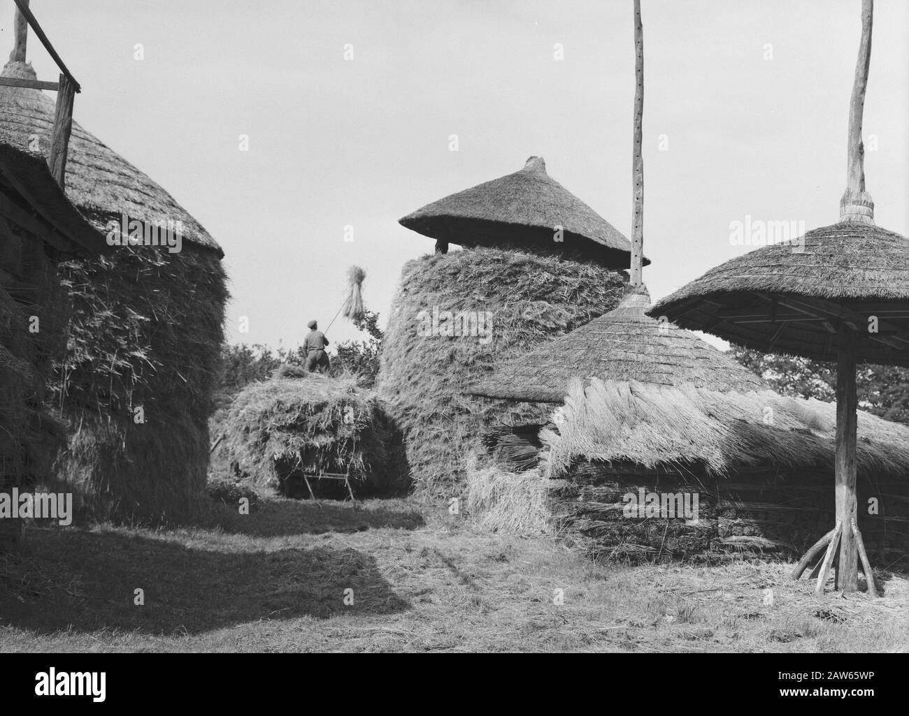 mining, sowing and harvesting crops, hay Date: July 1957 Location ...