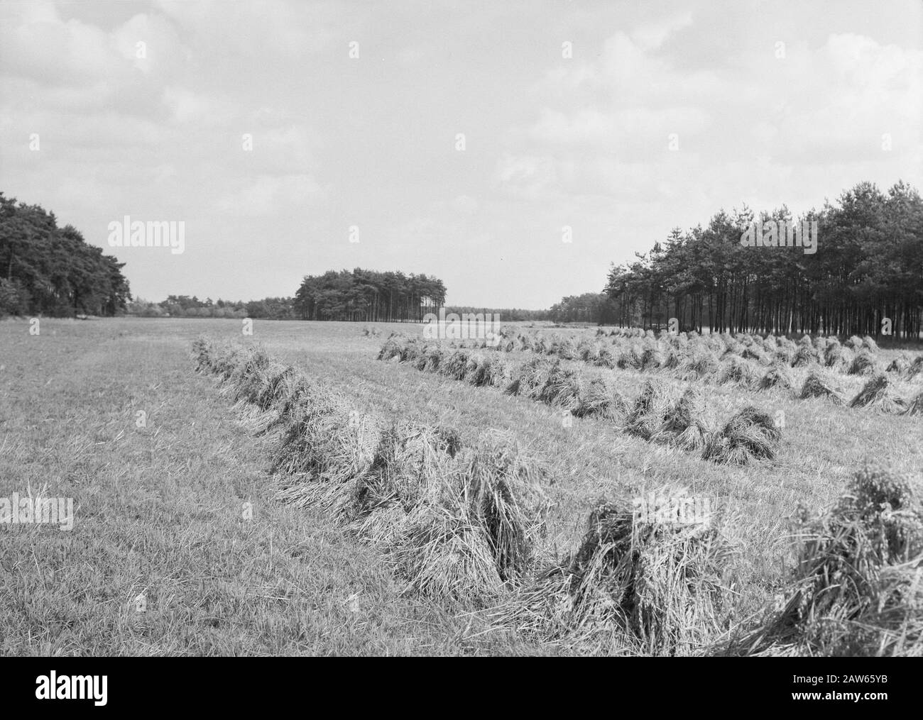 mining, sowing and harvesting crops, hay Date: August 1957 Location ...