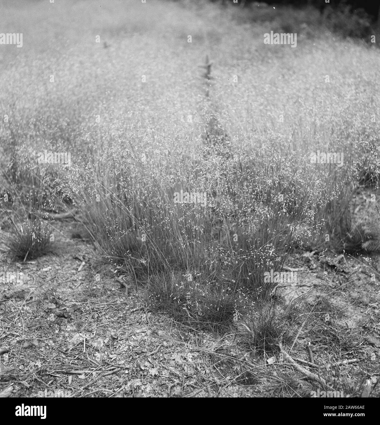 Geometric patterns nature elements hi-res stock photography and images ...