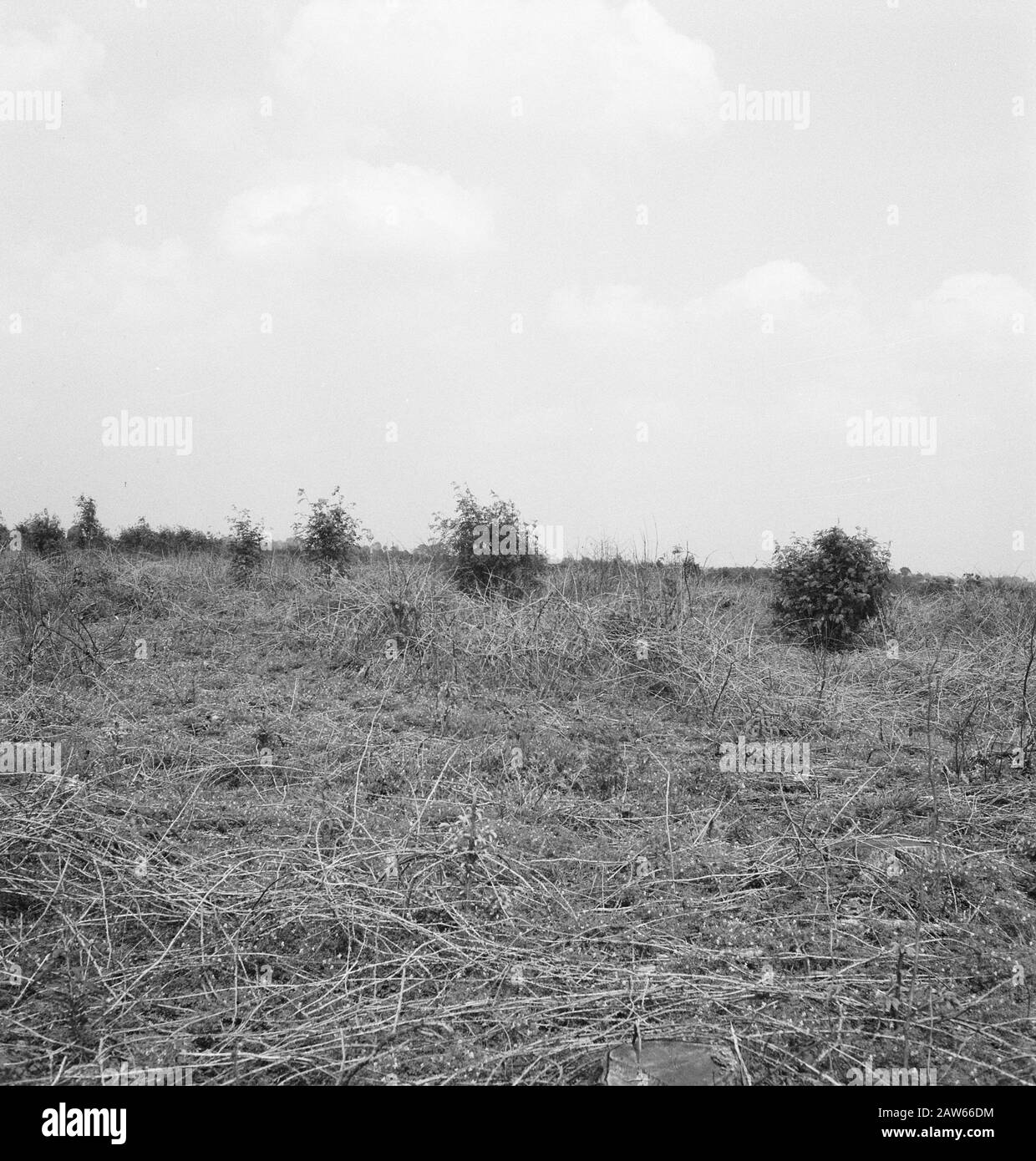Landscape foliage bushes greenery Black and White Stock Photos & Images ...