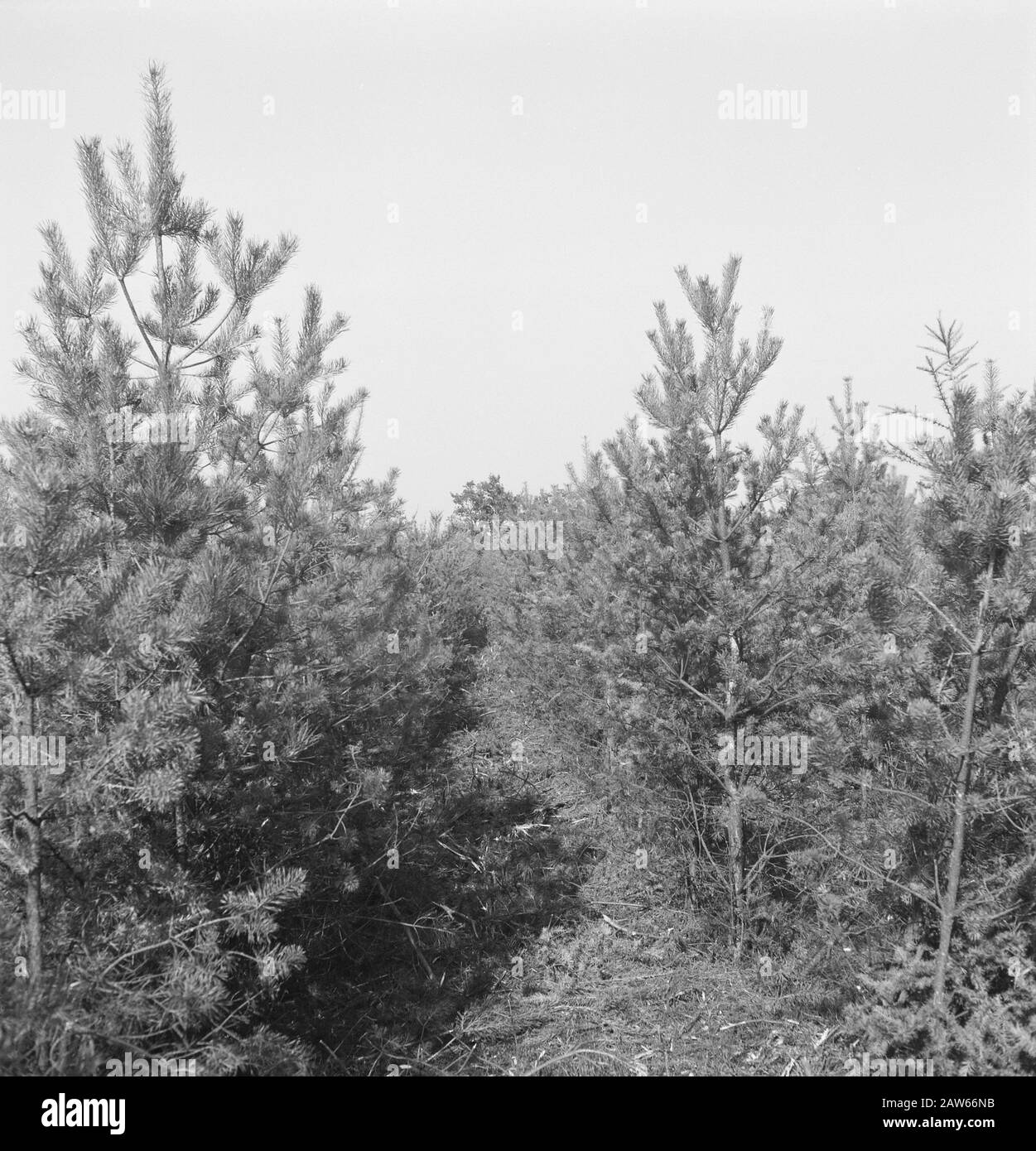 coniferous forests, charts Date: undated Keywords: coniferous forests ...