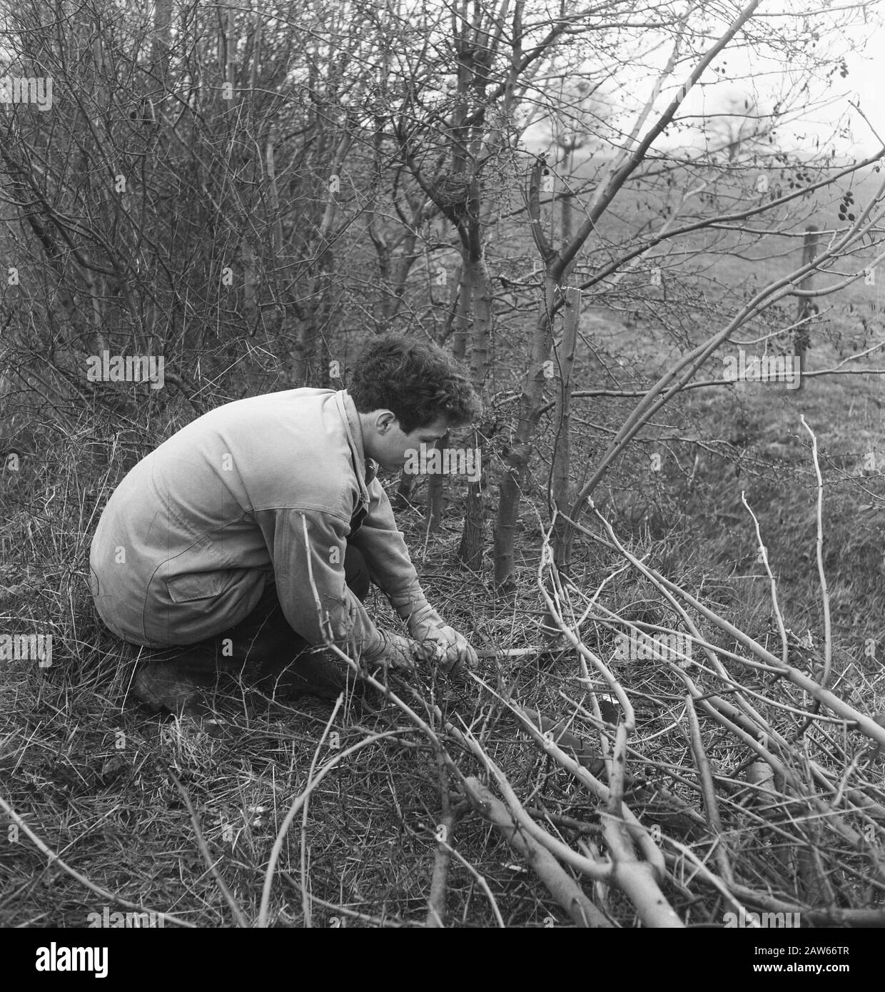 men, trees, work, tools, branches Date: undated Keywords: trees, tools ...