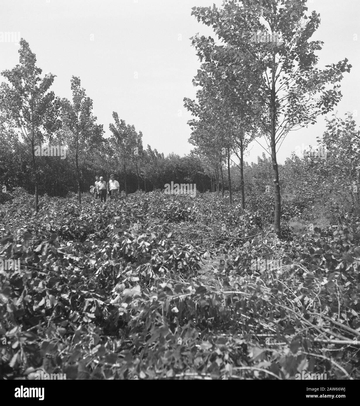 men, bushes, trees, outlines Date: undated Keywords: trees, men, charts ...