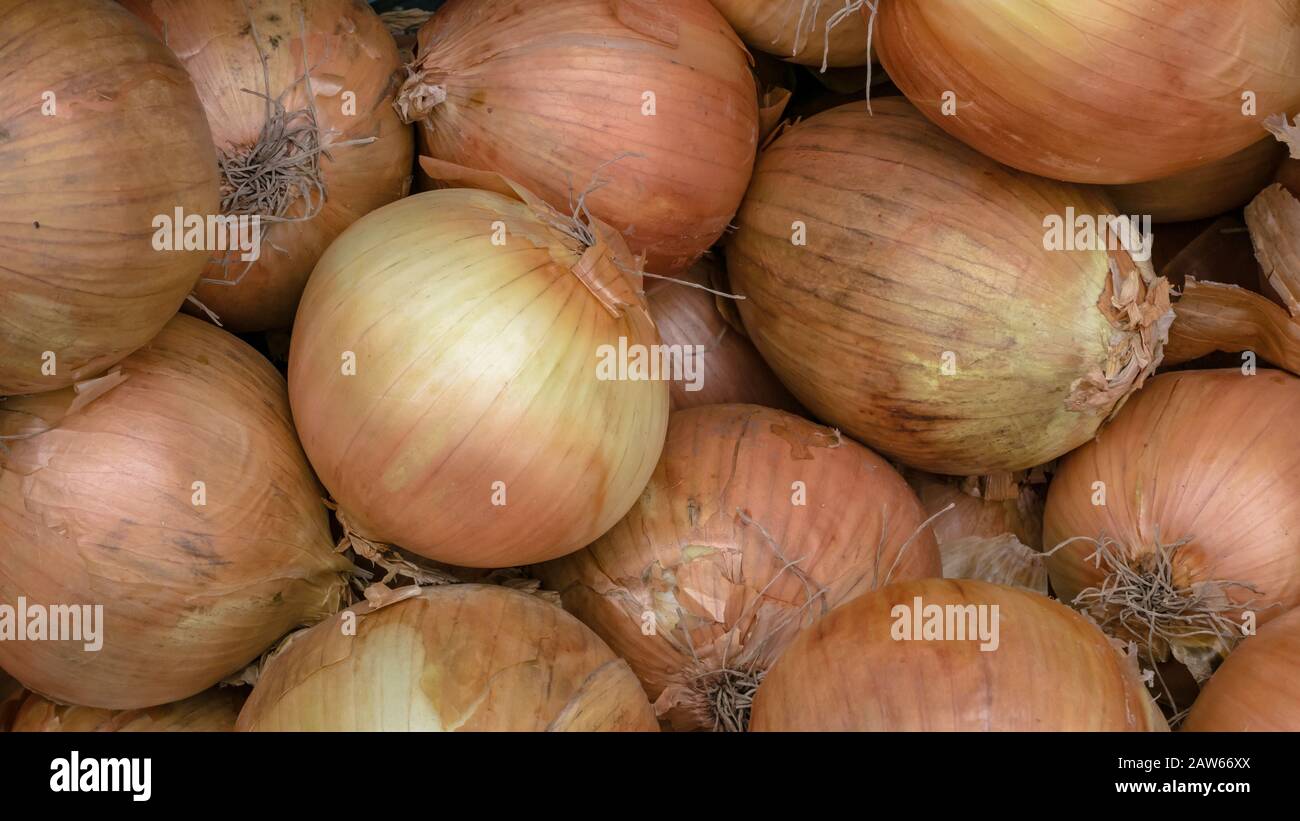 The close up of fresh onions vegetable at food market in Taipei, Taiwan ...