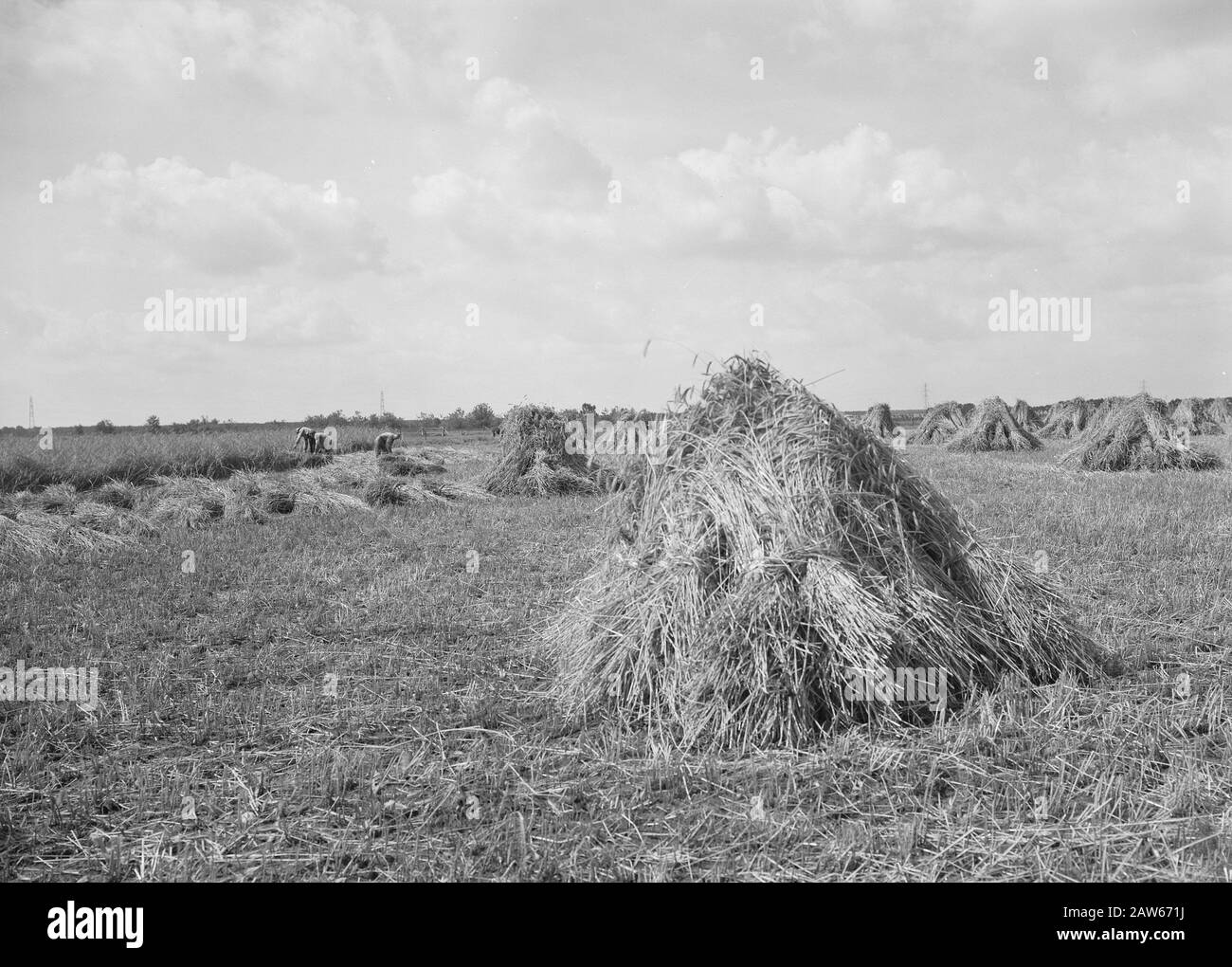 cleaning wastewater processing municipal waste, rye in the sheaf ...