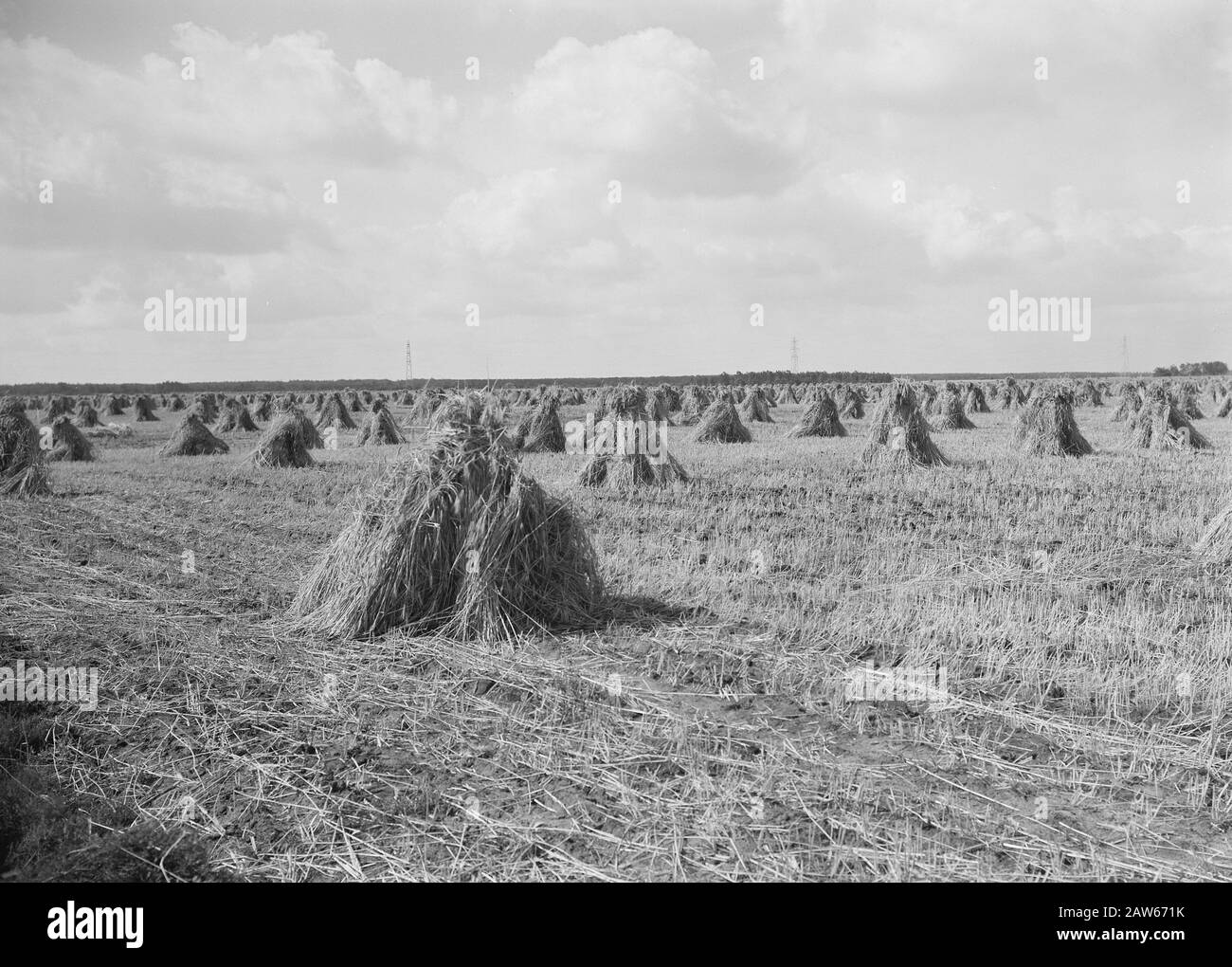 cleaning wastewater processing municipal waste, rye in the sheaf ...