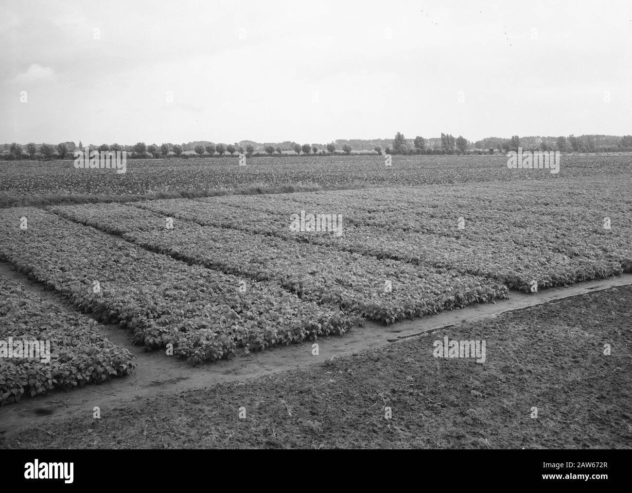 mining, sowing and harvesting crops, beans Date: undated Location ...