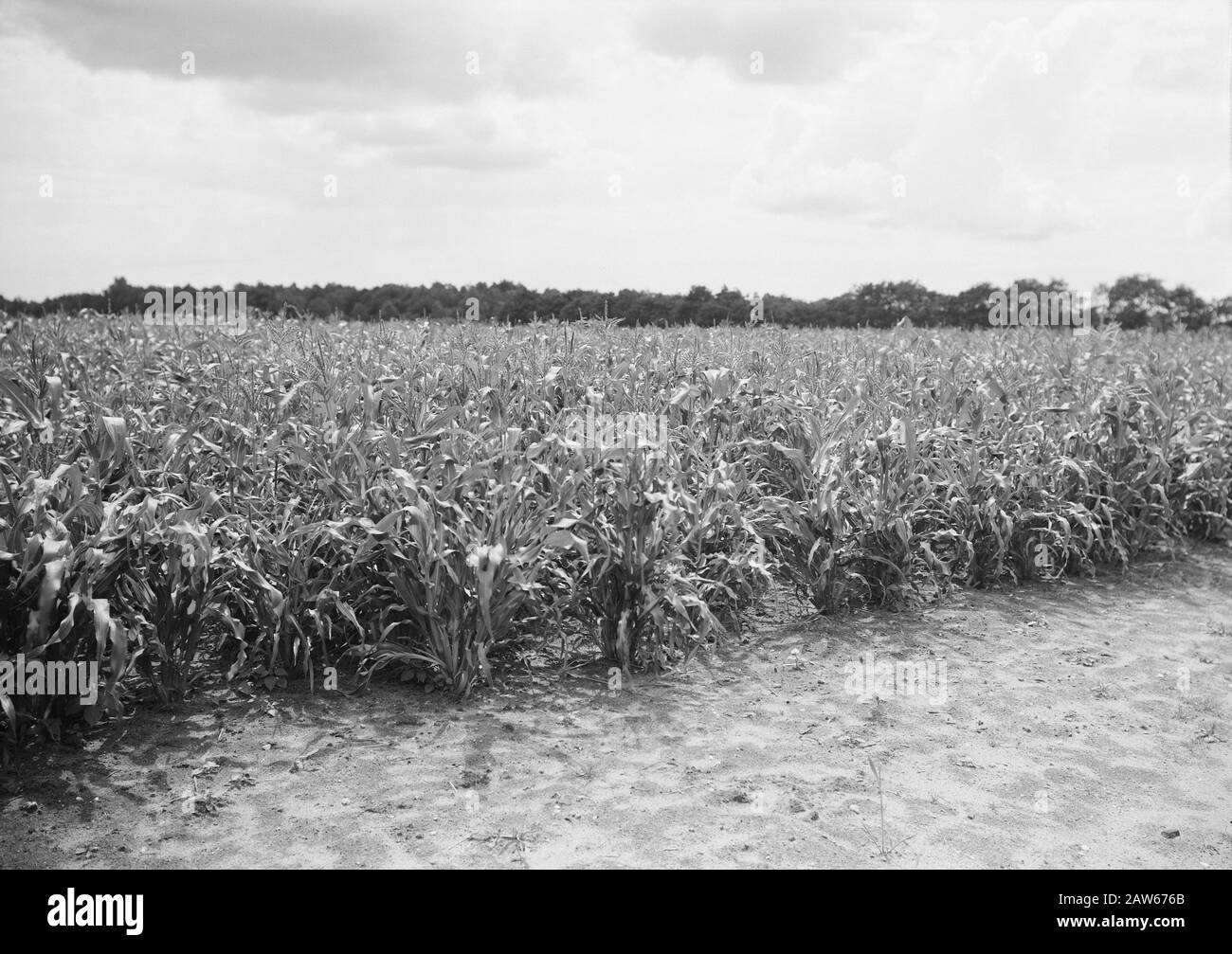 corn cultivation and tobacco, experimental fields, corn, the wild farm ...
