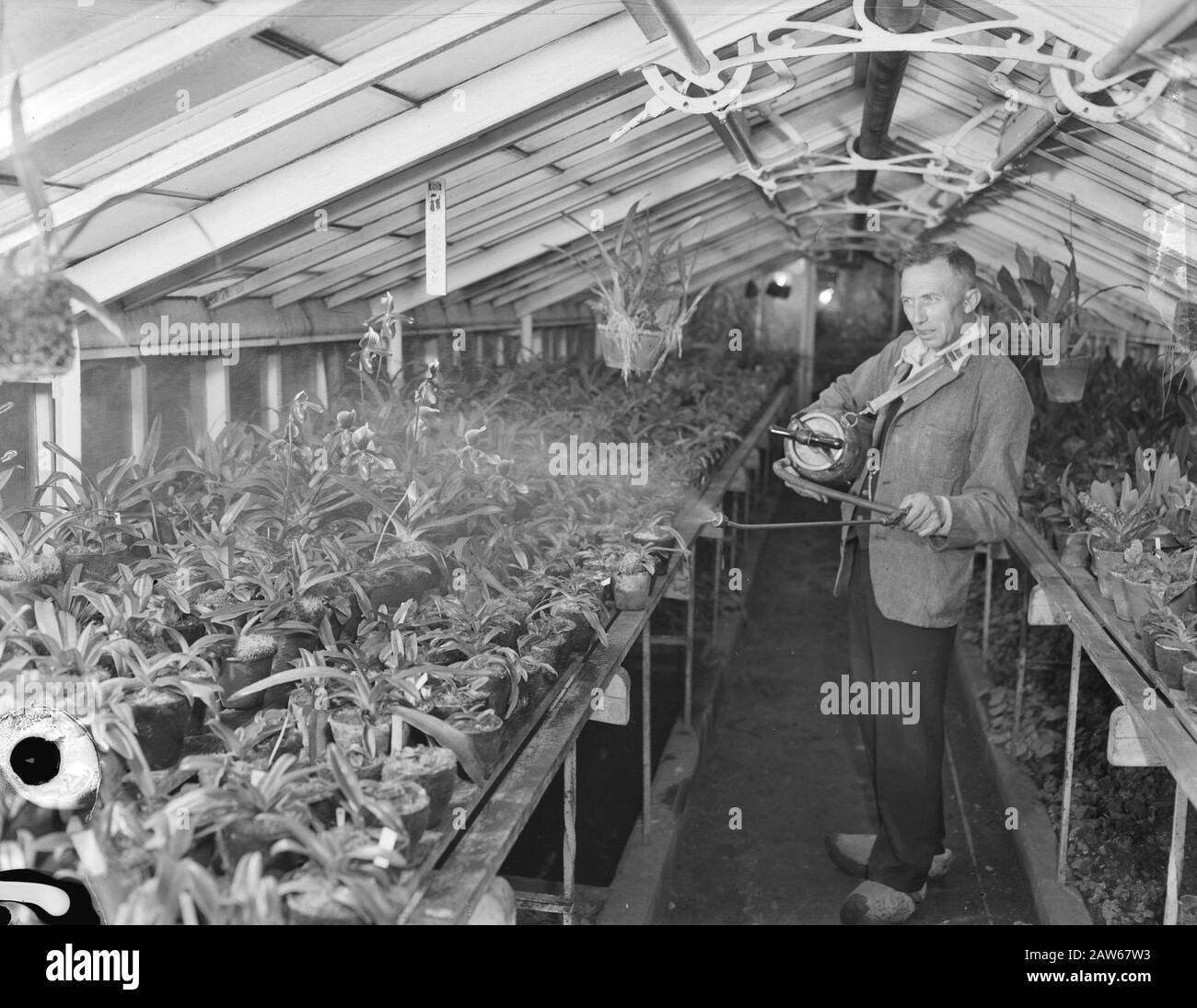 Nursery plant Black and White Stock Photos & Images - Alamy