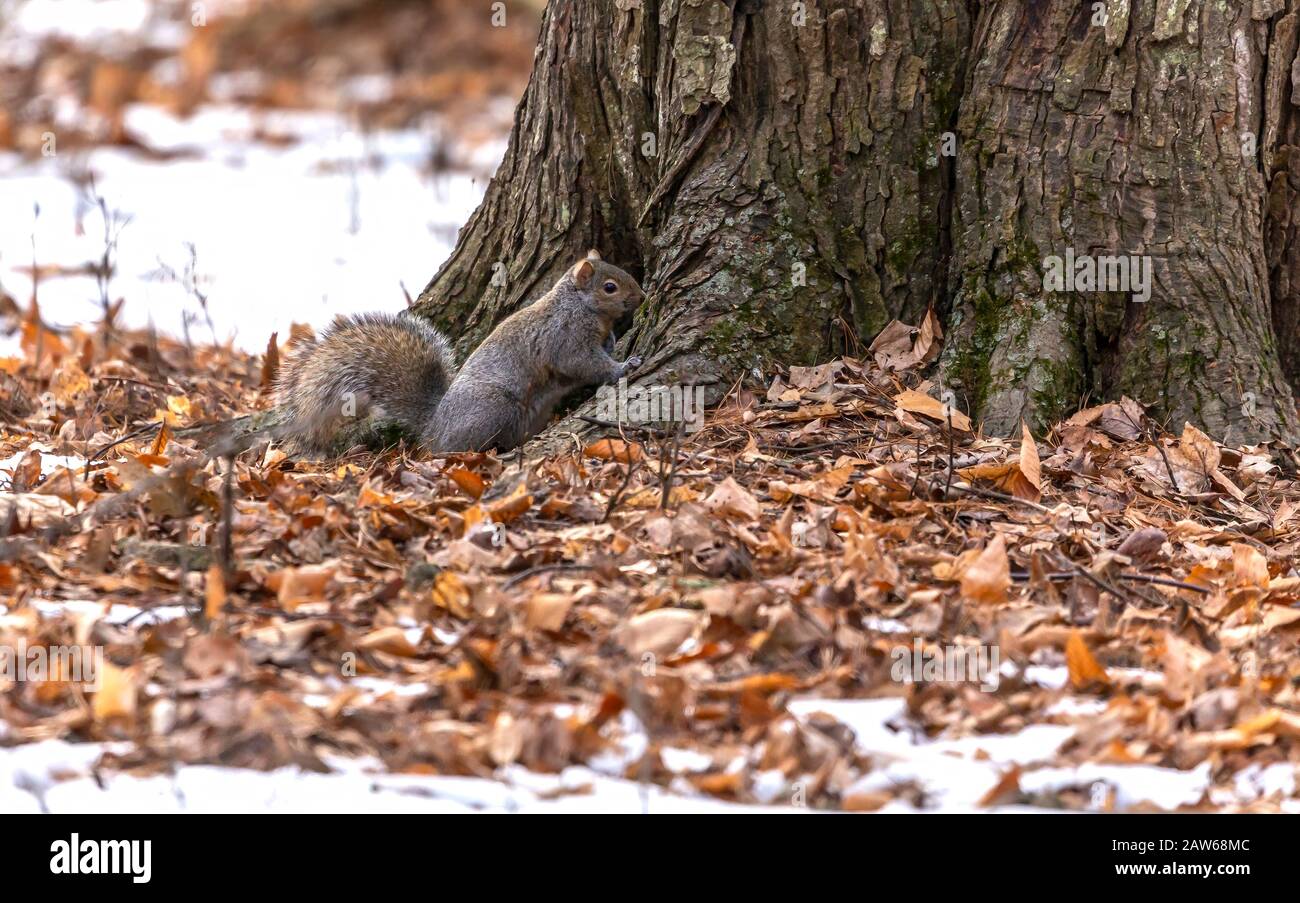 Cute squirrel winter scene feeding hi-res stock photography and images ...