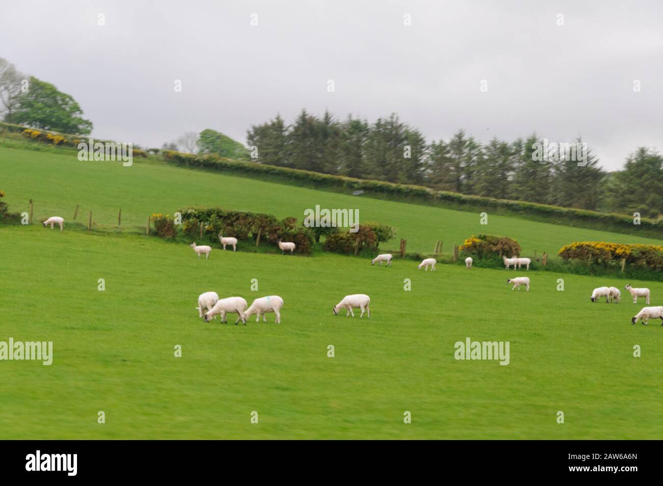 Green countryside of Ireland with trees and bright green grass growing ...