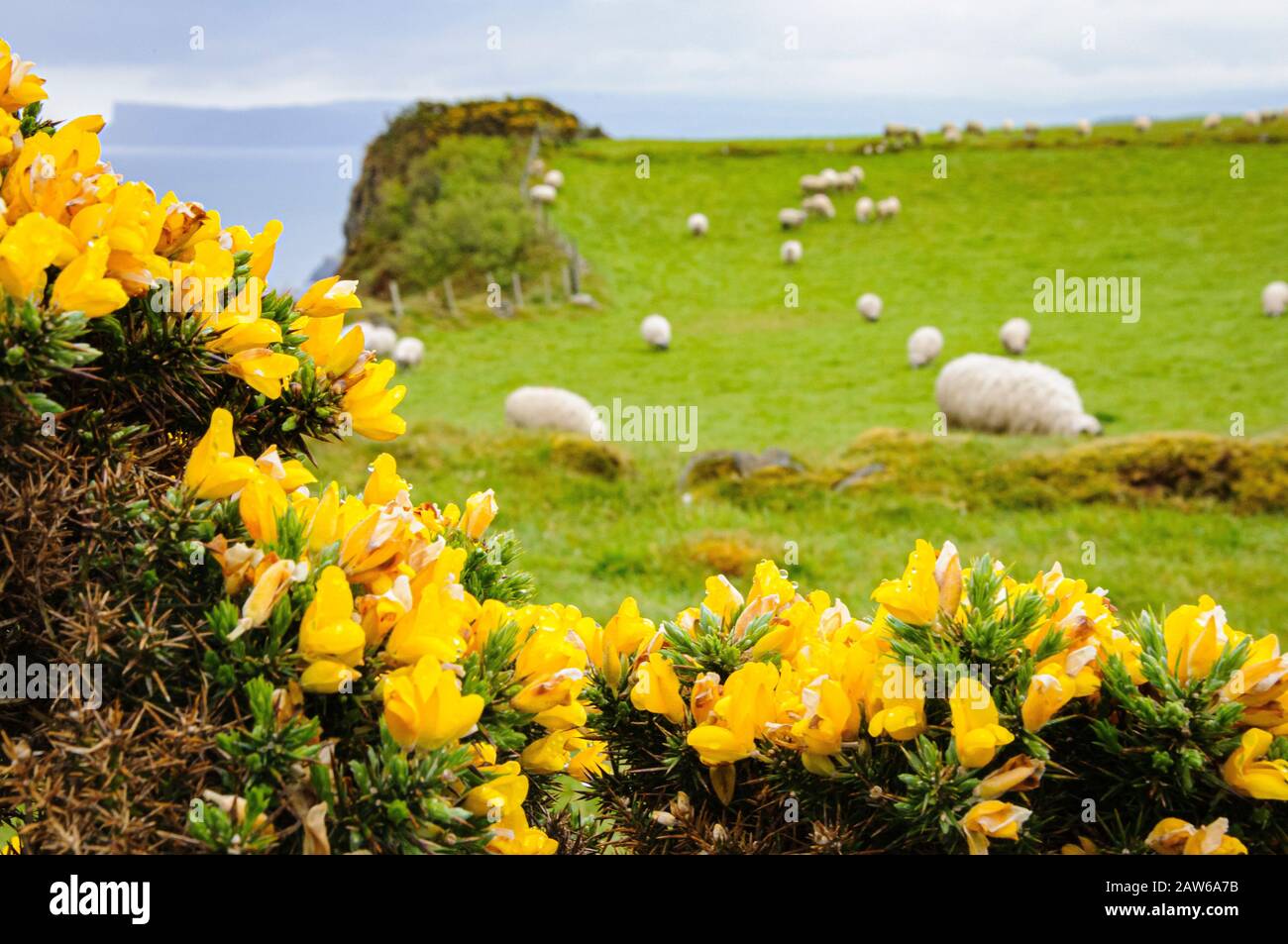 Sheep northern ireland hi-res stock photography and images - Alamy