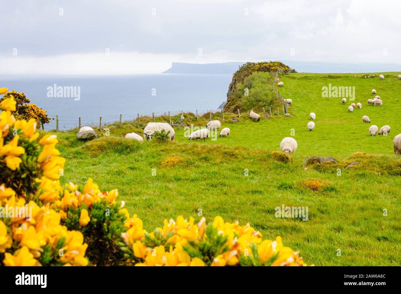 Sheep northern ireland hi-res stock photography and images - Alamy